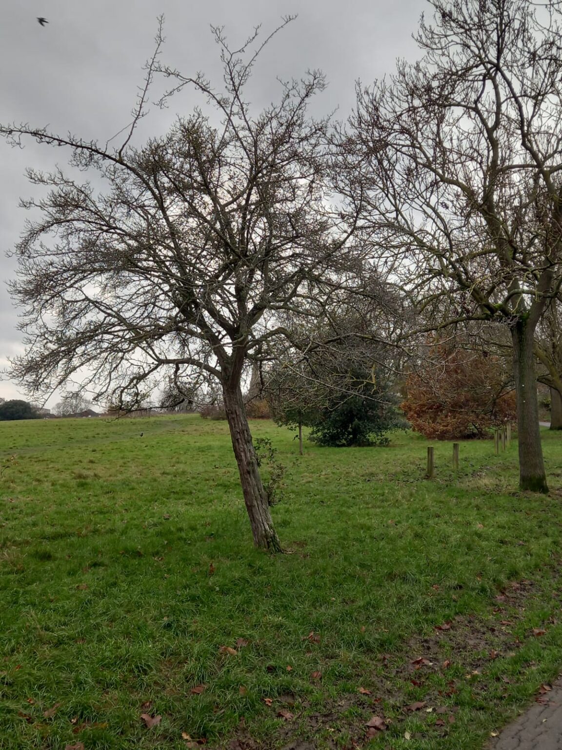 Brockwell Park - Visit London Yourself!